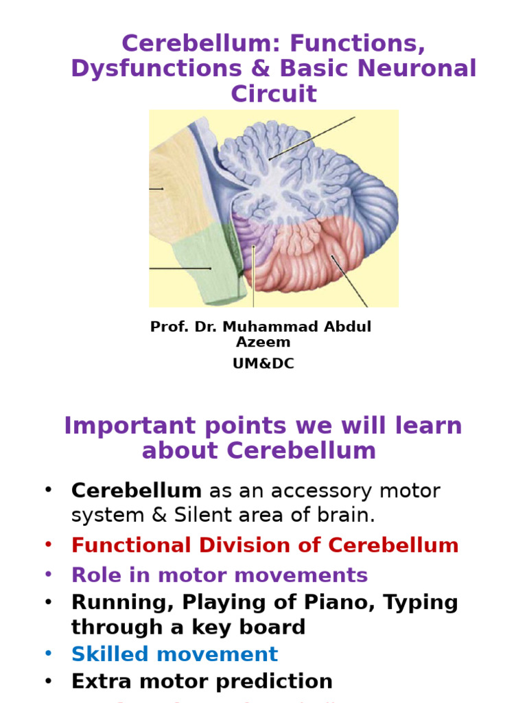 2 New 3&4th Lect Cerebellum Functional division & Basic Neuronal circiuit 21Jan2025 | PDF ...