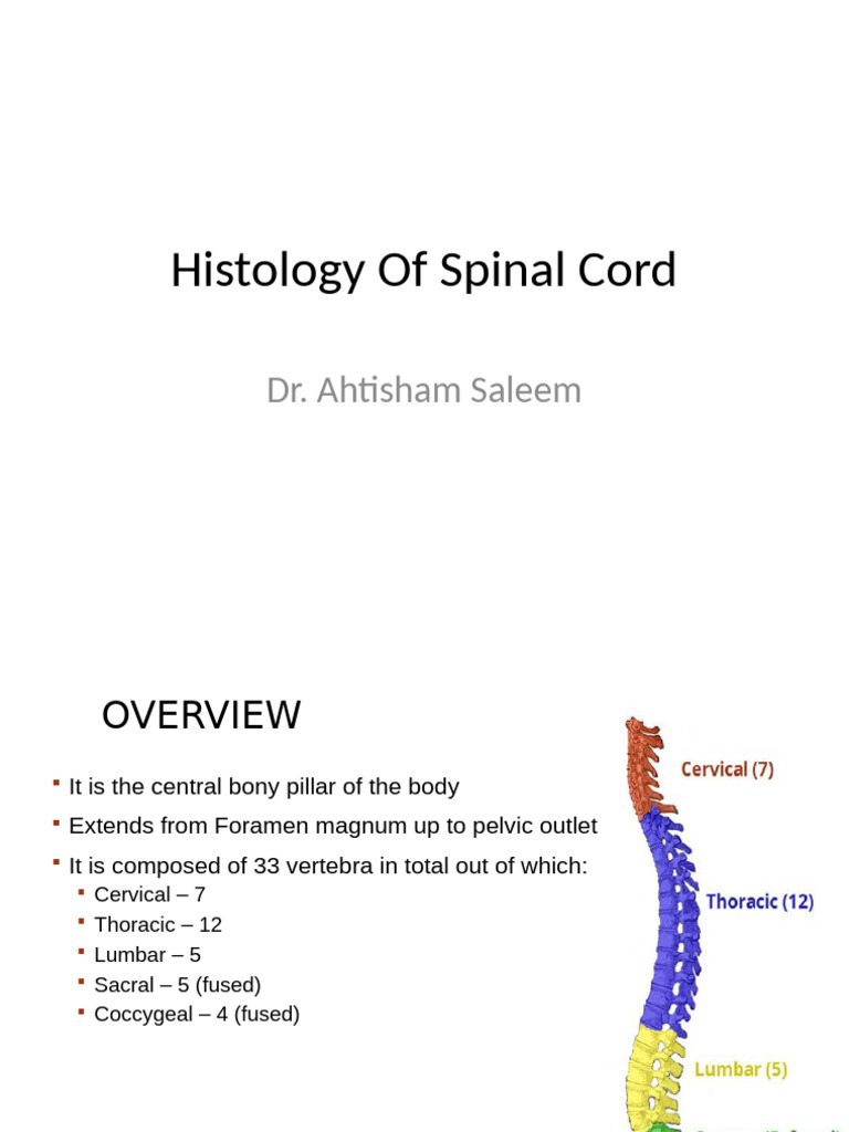 Spinal Cord Histology Overview | PDF | Spinal Cord | Vertebral Column