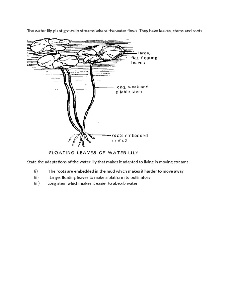 Nicole Mato - Worksheet On Water Lily Adaptation | PDF