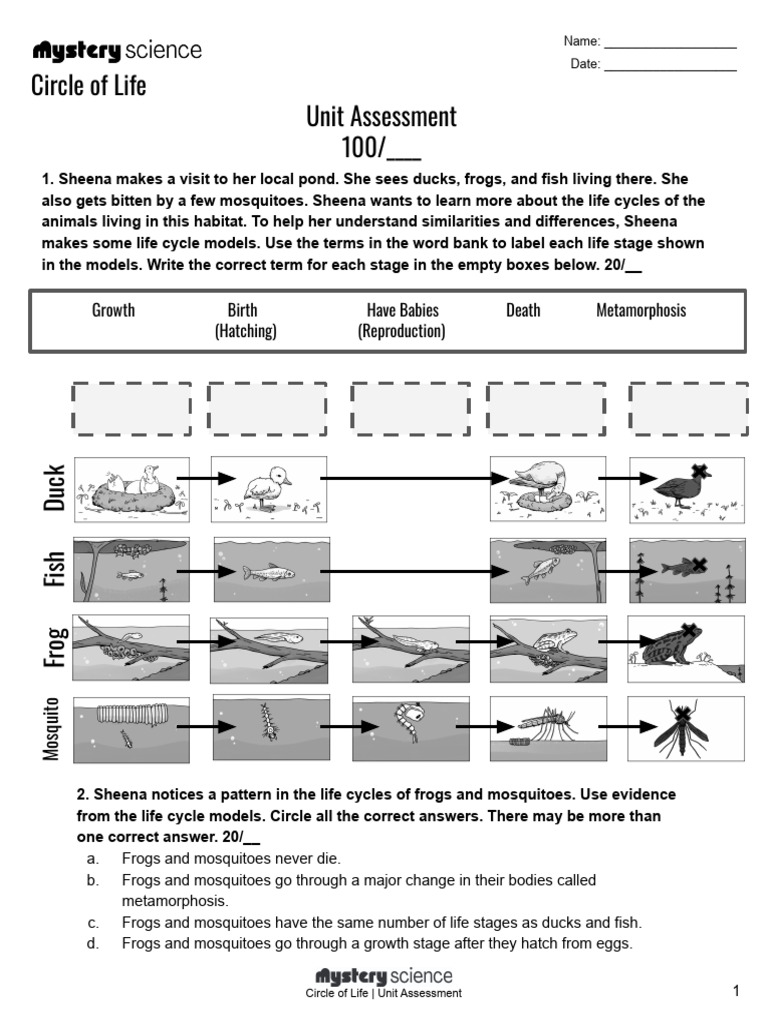 Mystery Science Circle of Life - Unit Assessment | PDF | Mosquito | Plants