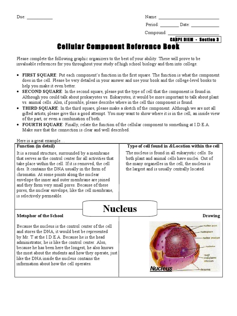 Cell Graphic Organizers | Cell Nucleus | Cell (Biology)