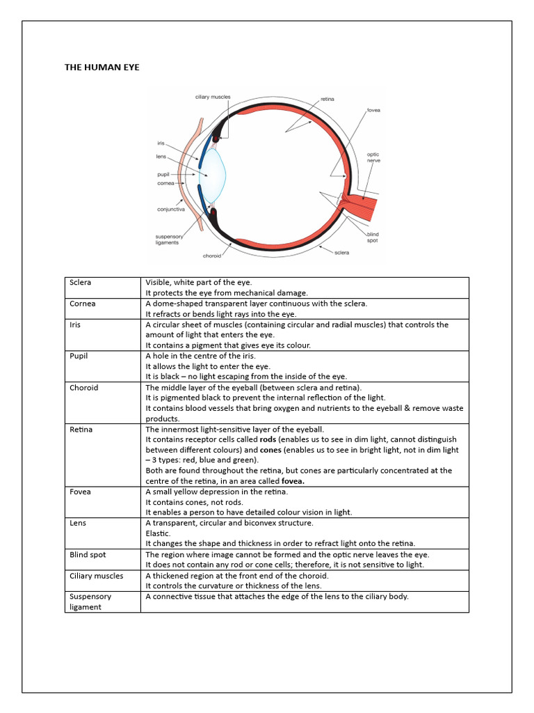THE HUMAN EYE | PDF | Eye | Human Eye