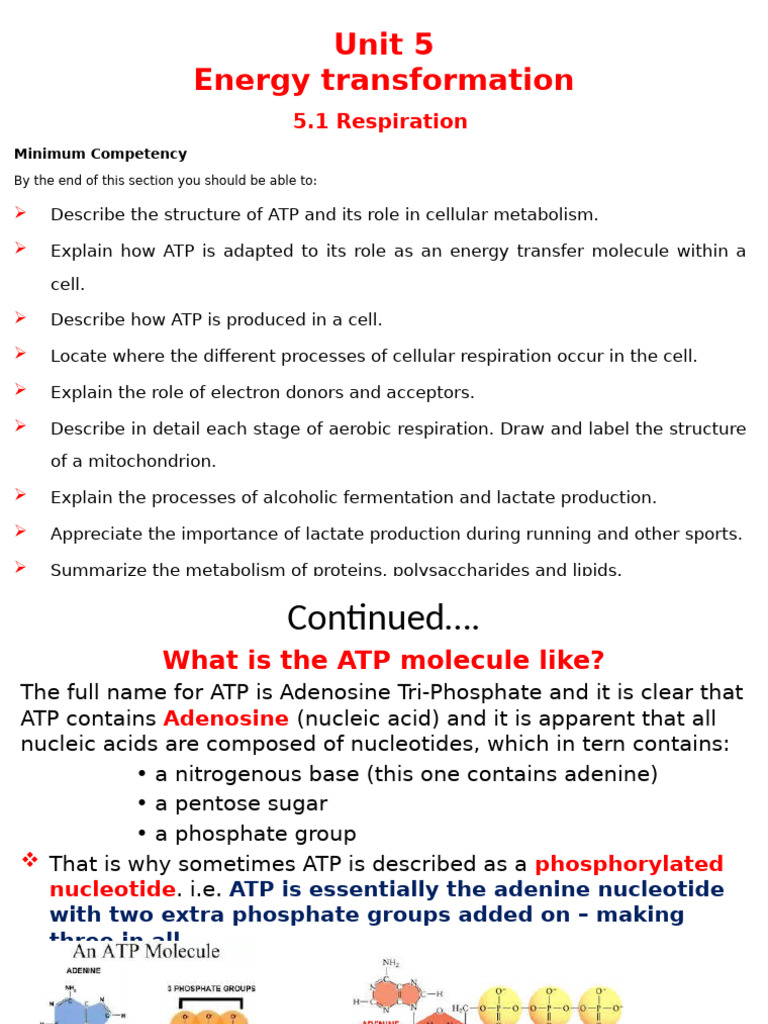 ATP and Cellular Respiration Explained | PDF | Cellular Respiration ...