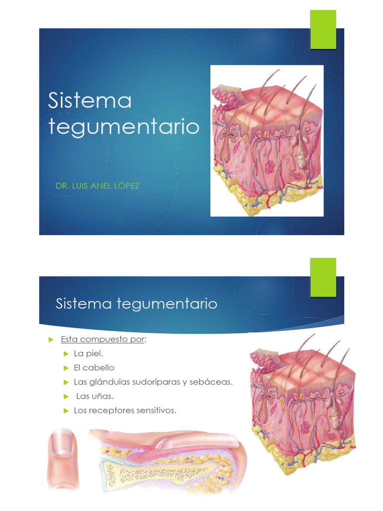 Tema 05. Piel y Anejos Cutáneos | PDF | Piel | Epidermis
