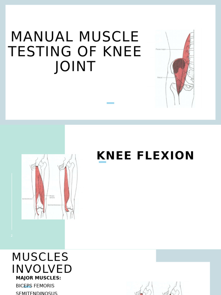 Manual Muscle Testing Knee | PDF | Anatomical Terms Of Motion | Human Leg