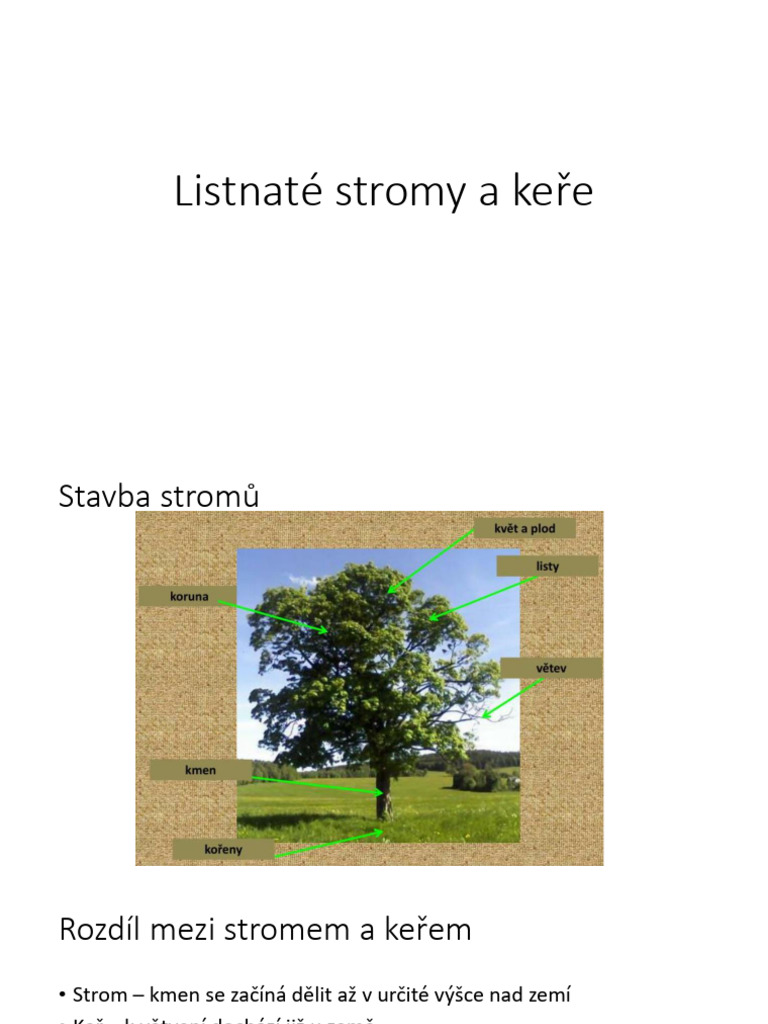 Listnate Stromy A Kere | PDF