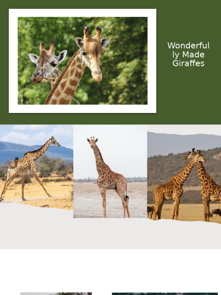 Childrens Story Giraffes | PDF