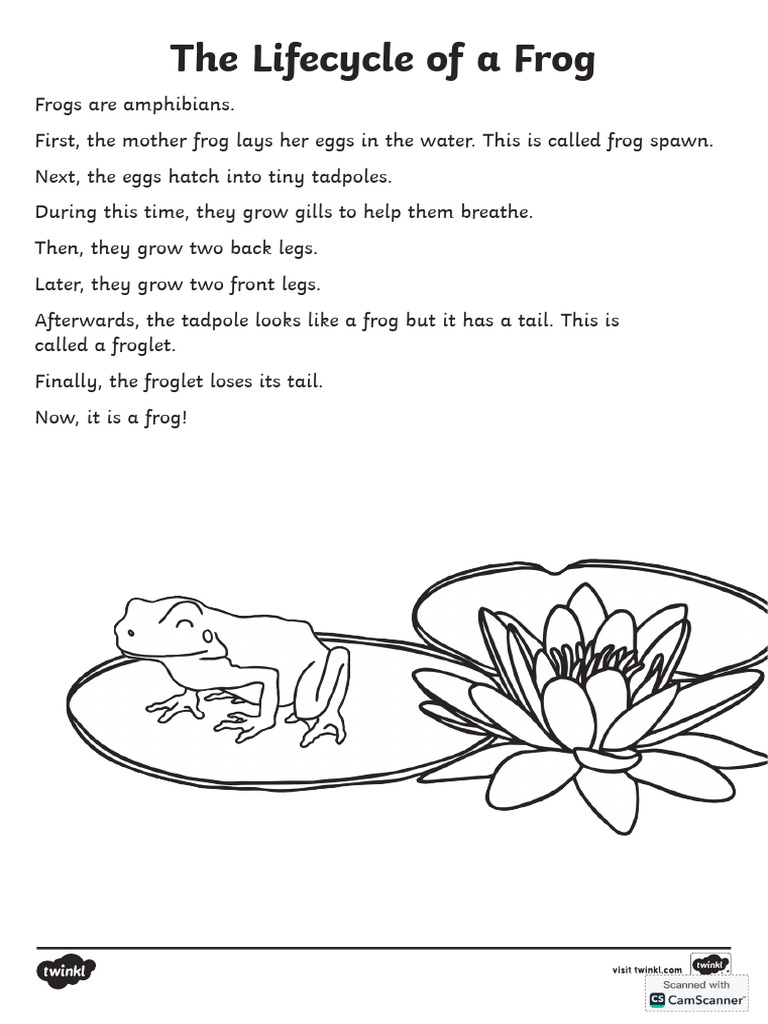 Sample - Life Cycle of A Frog Explanation | PDF