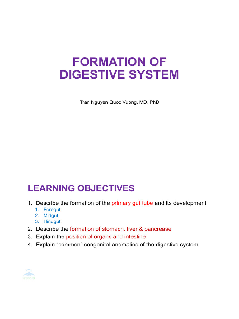 Digestive System Development Overview | PDF | Heart | Gastrointestinal ...