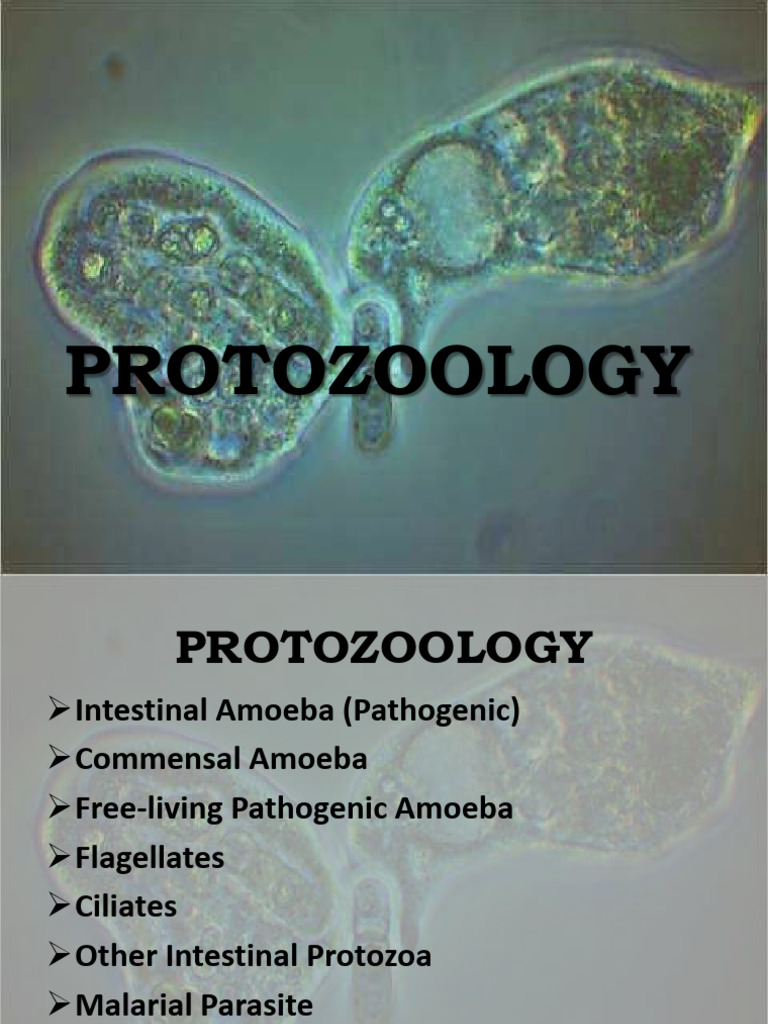 WEEK 3- Amoeba | PDF | Protozoa