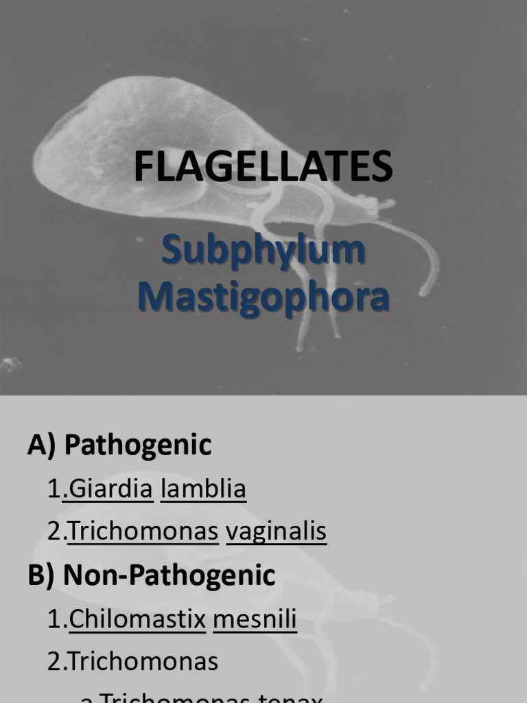 WEEK 4 - Atrial Flagellates | PDF | Medical Specialties | Diseases And ...
