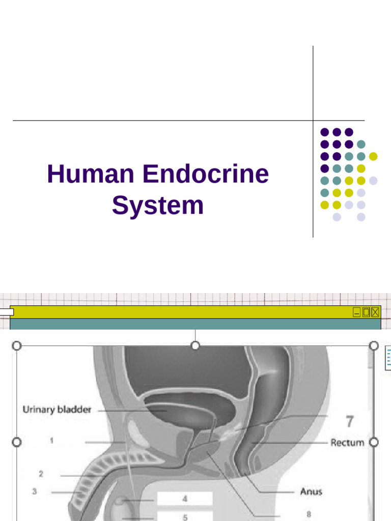endocrine-system | PDF | Luteinizing Hormone | Endocrine System