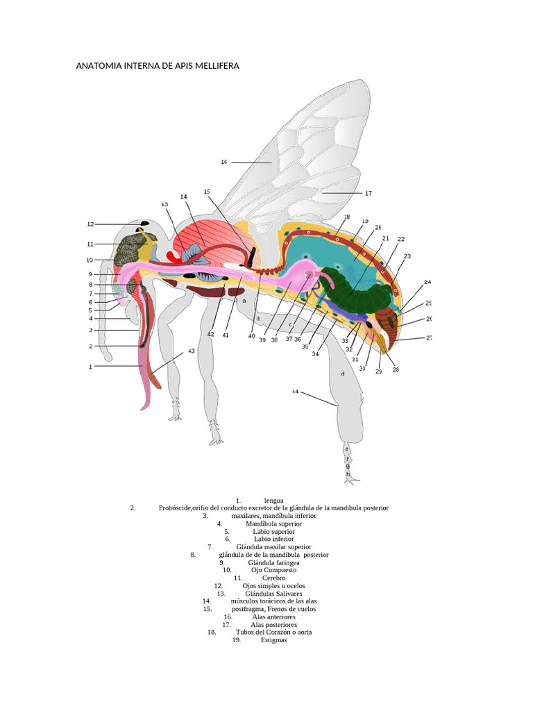 Anatomía de Apis Mellifera | PDF | Sistema digestivo humano | Tracto ...