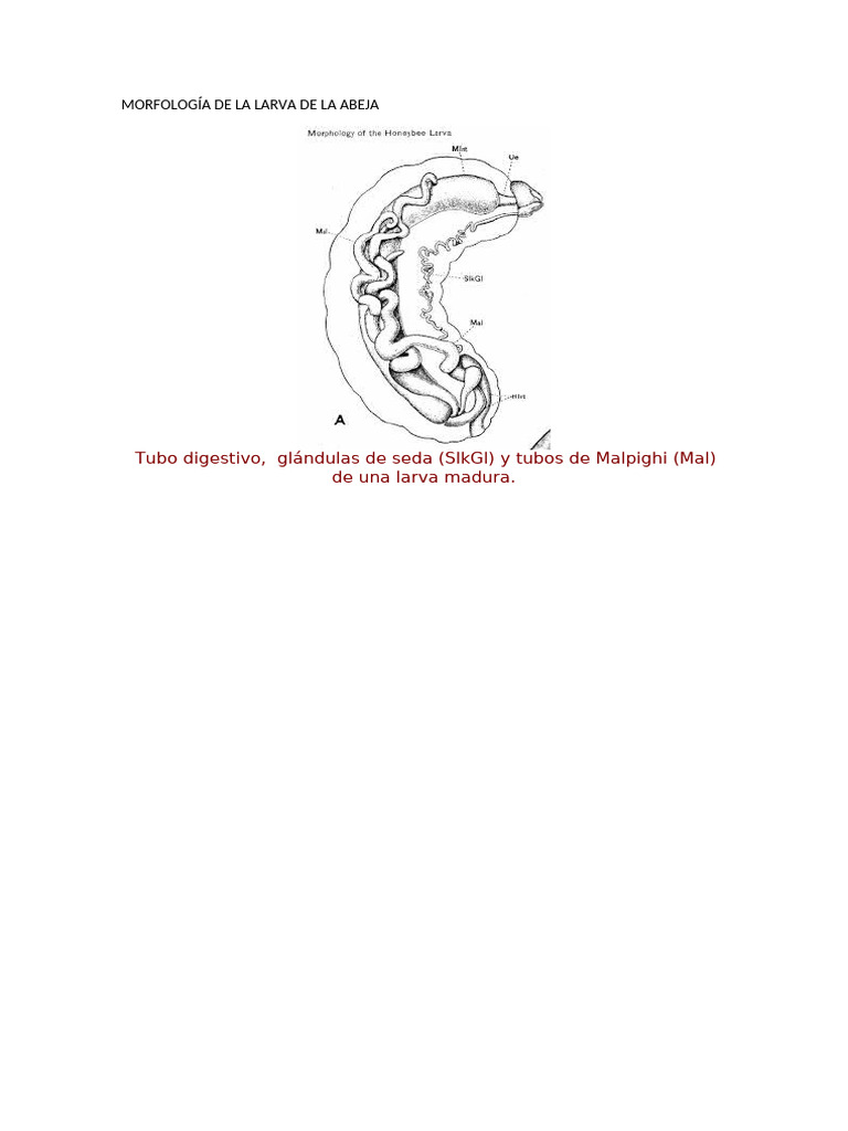 MORFOLOGÍA DE LA LARVA DE LA ABEJA | PDF