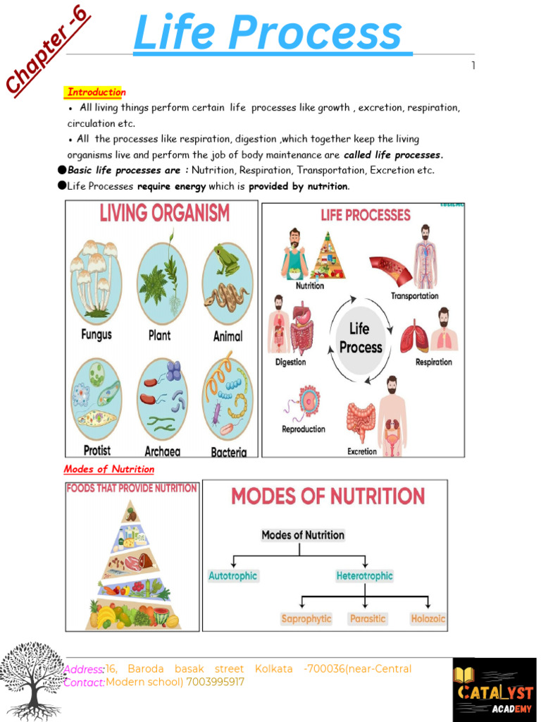 Modes of Nutrition in Living Organisms | PDF | Respiratory Tract ...