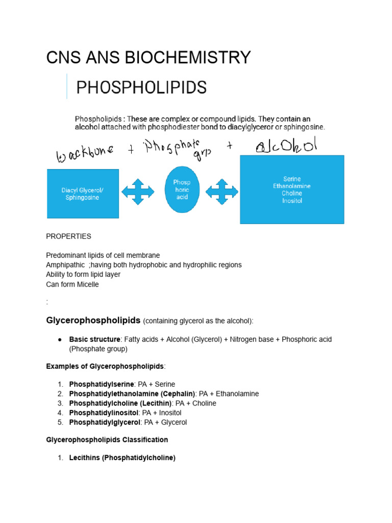 CNS ANS BIOCHEMISTRY | PDF | Cell Membrane | Phospholipid