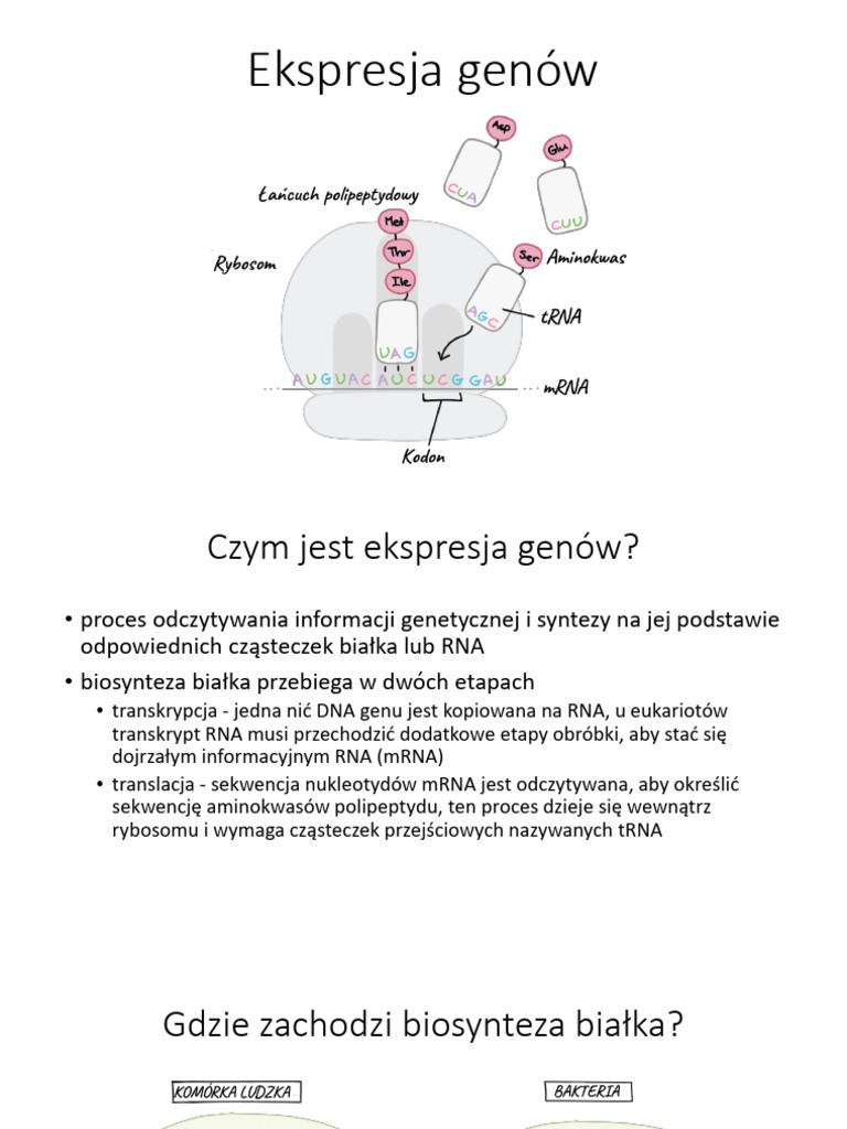 Ekspresja Genów - Prezentacja | PDF