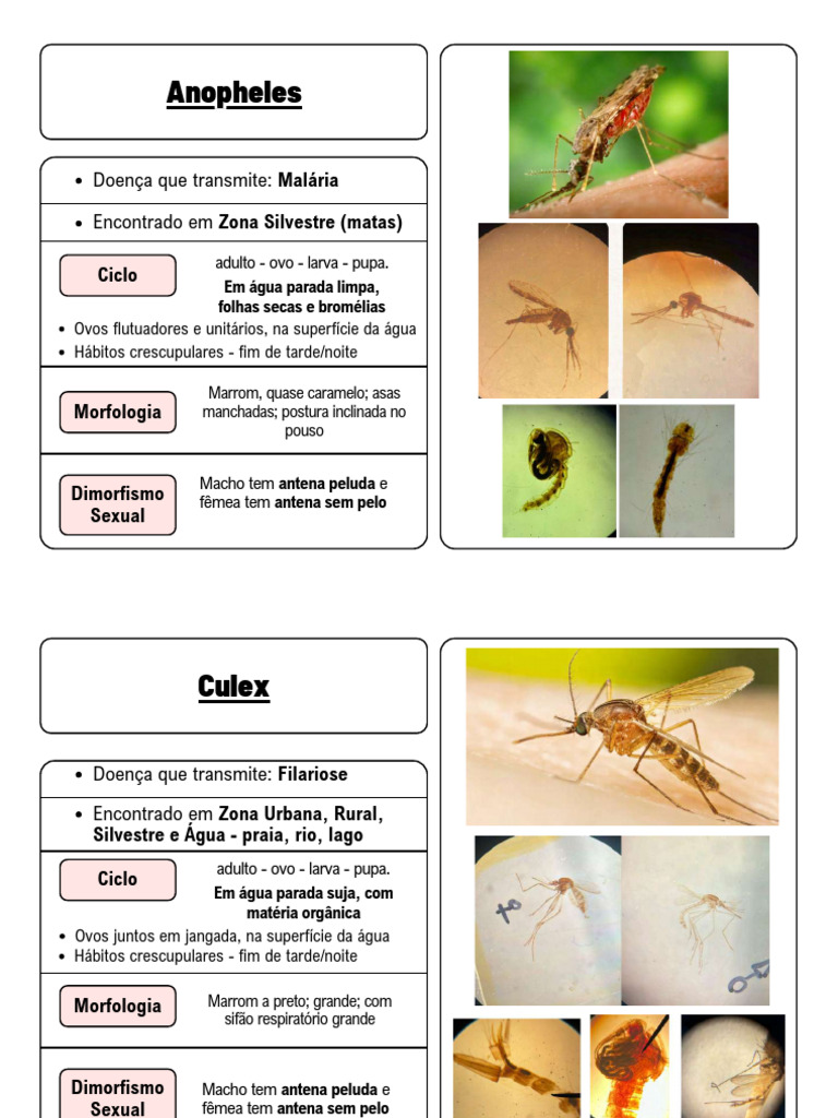 Parasitas-Compactado 1 Compressed | PDF | Leishmania