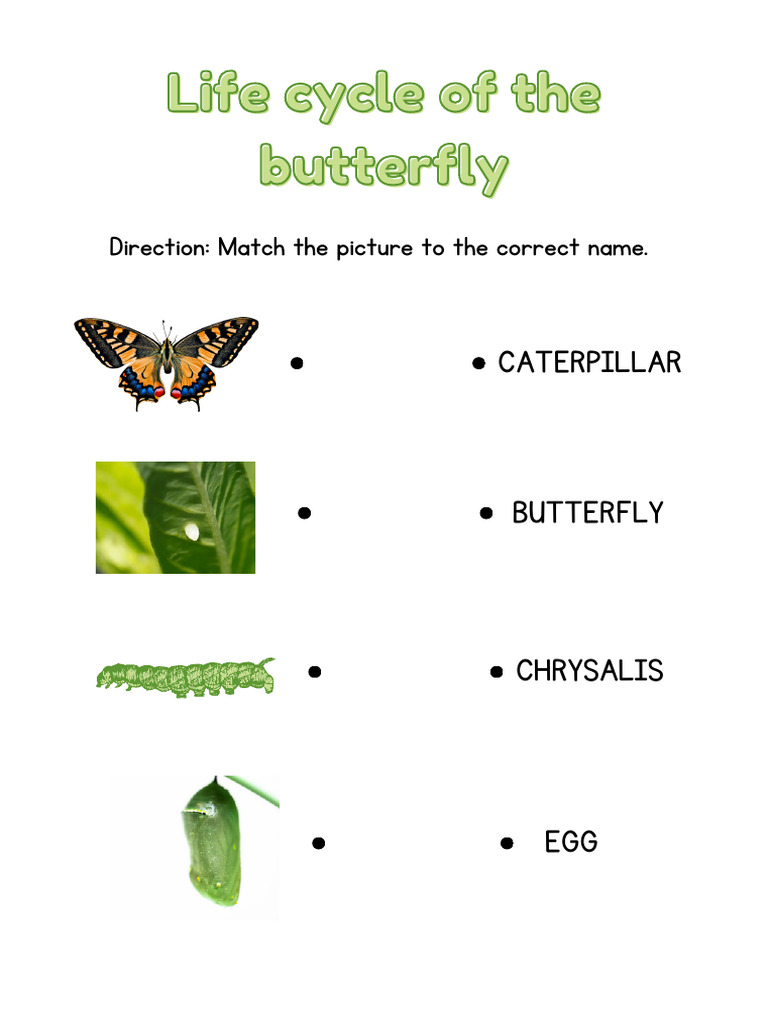 Butterfly Life Cycle Explained | PDF