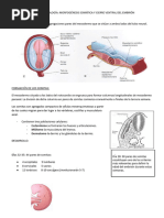 Mesodermo y Derivados | PDF | Biología del desarrollo | Anatomía