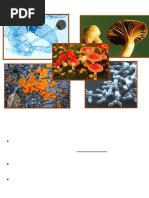 Allomyces: Life Cycle and Classification | PDF | Fungus | Mycology