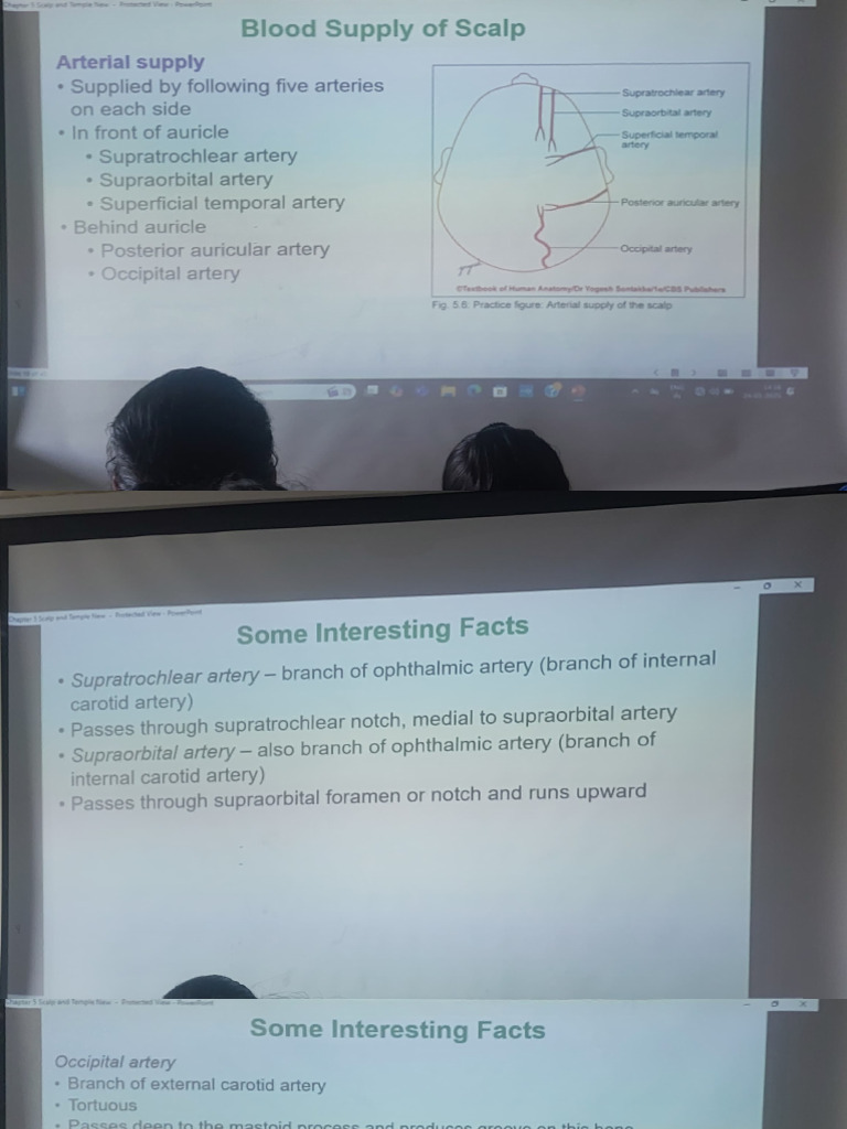 Scalp 2 | PDF | Common Carotid Artery | Vein