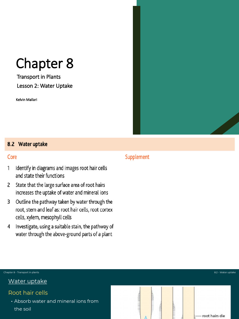 Chapter 8 - Lesson 2 - Water Uptake | PDF | Root | Leaf