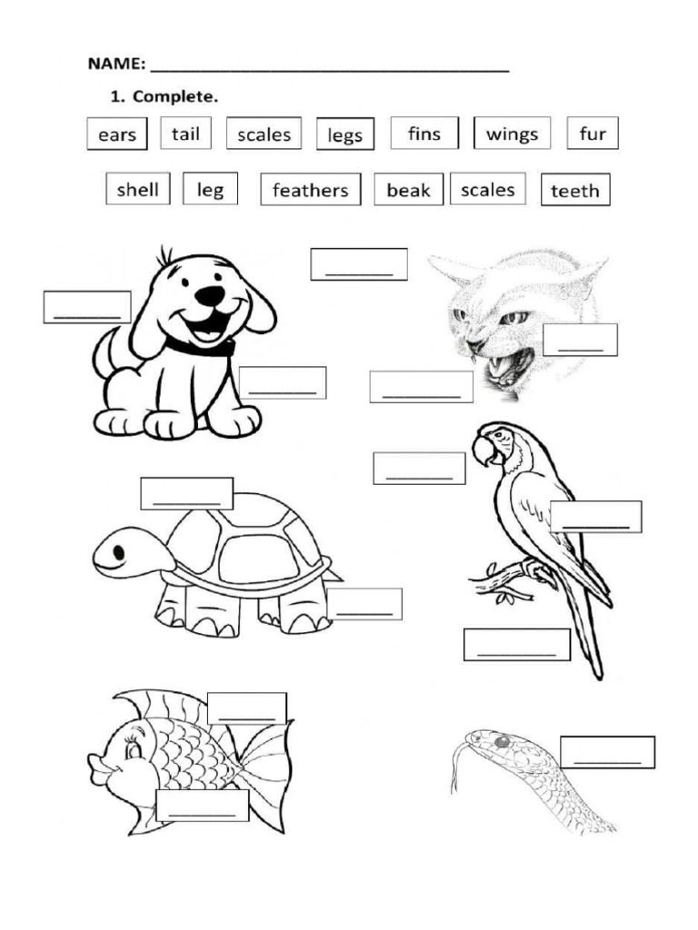 Parts of Animals Worksheet | PDF