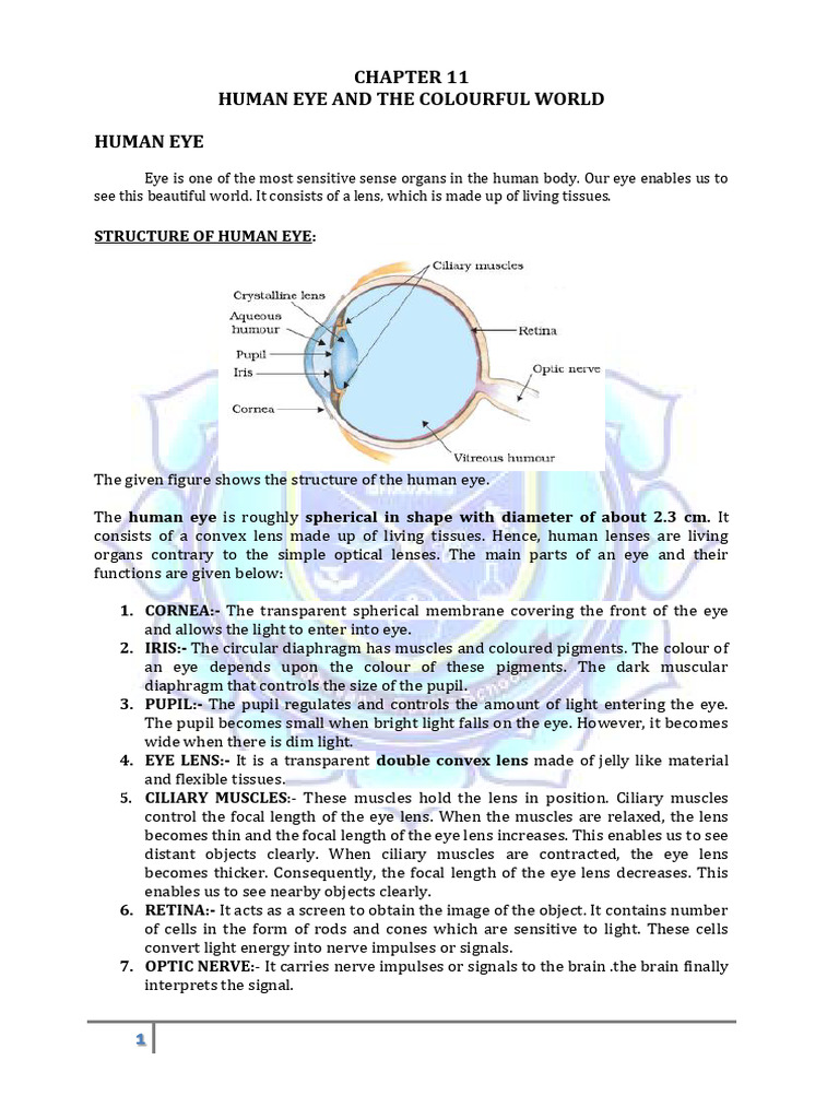 Understanding Human Eye & Vision | PDF | Eye | Human Eye