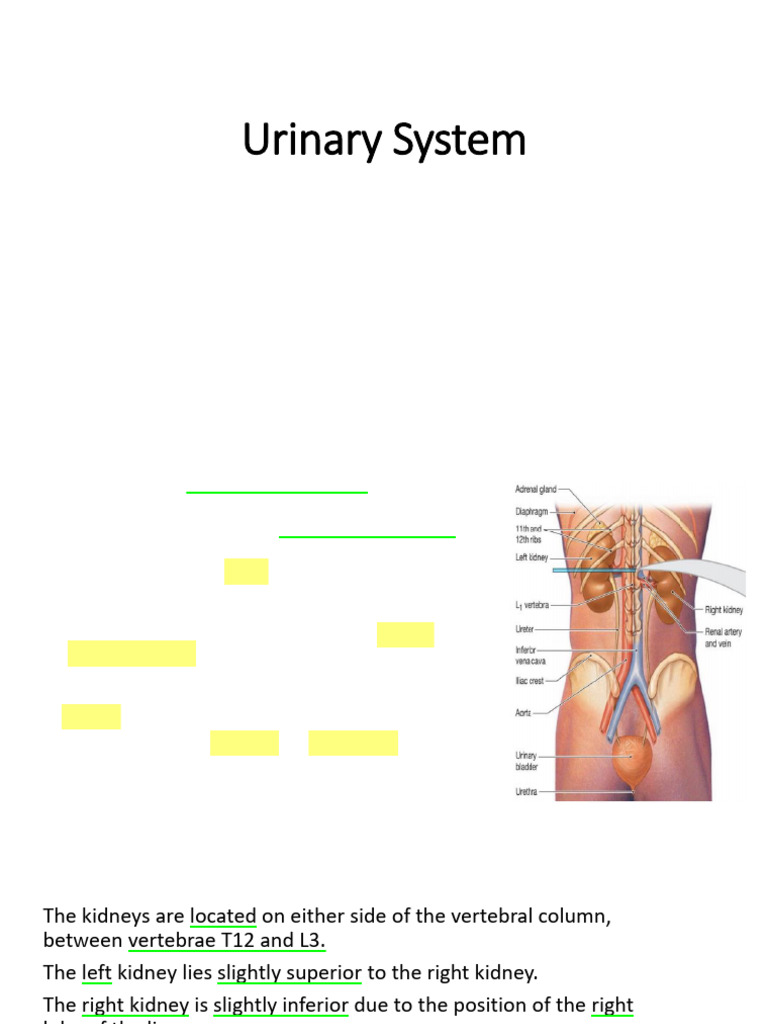 Urinary System 1 | PDF | Kidney | Urinary System