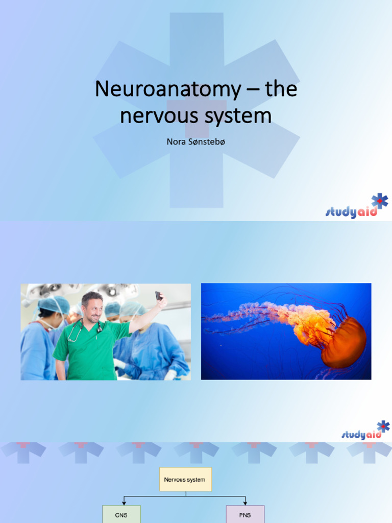 Neuroanatomy Overview NS | PDF | Motor Neuron | Autonomic Nervous System