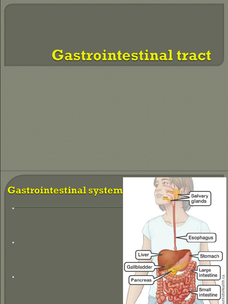 Gastrointestinal Tract2 | PDF | Human Digestive System ...