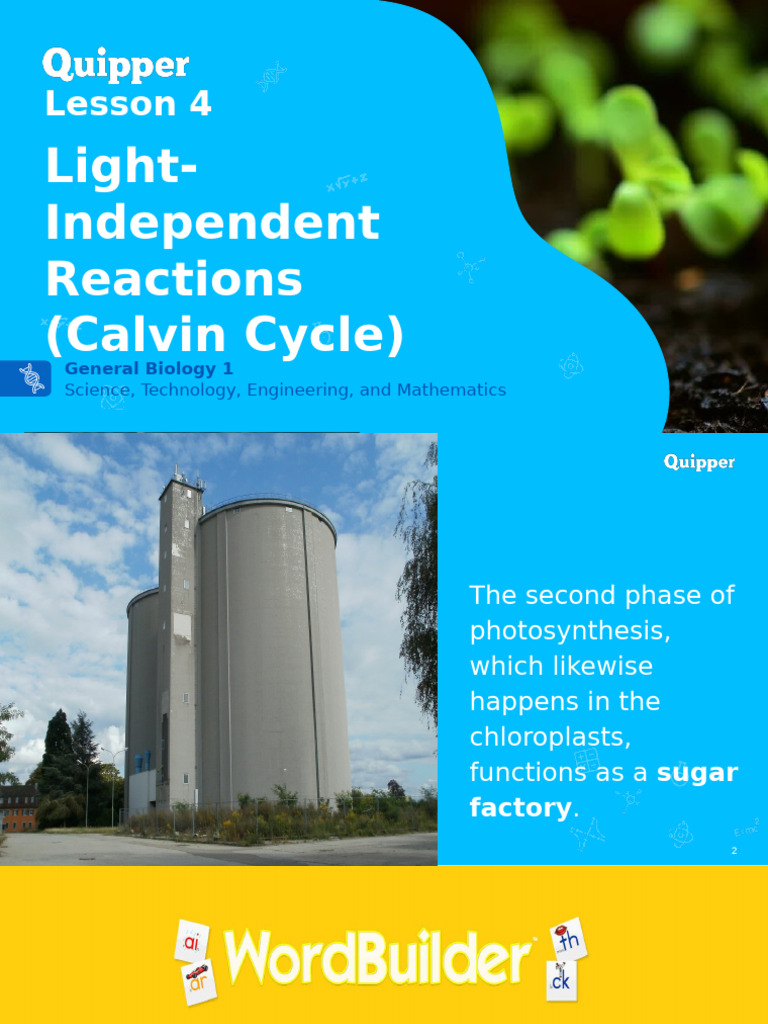 Calvin Cycle: Light-Independent Reactions | PDF | Metabolism | Biochemistry