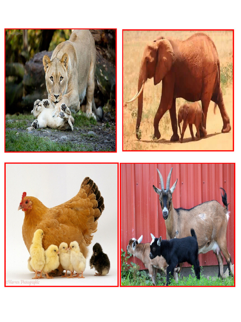Animals and Their Young | PDF