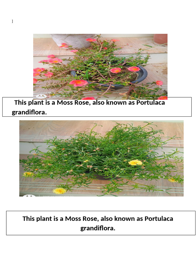 Plant Identification Guide | PDF