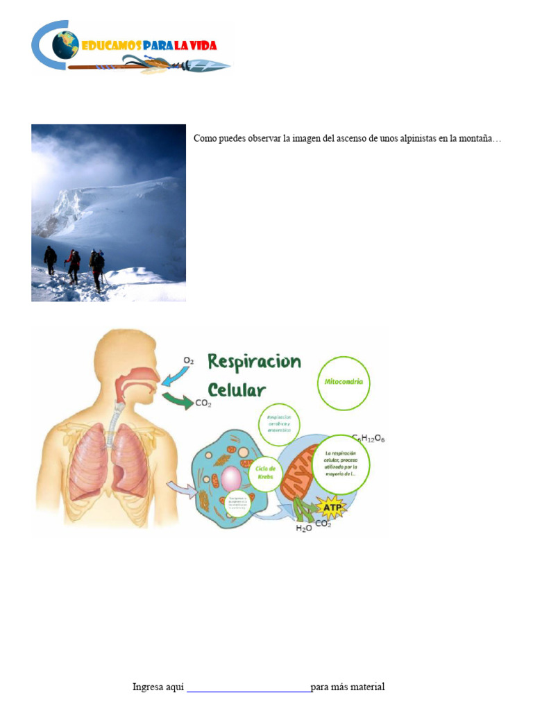 Guía sobre Respiración Celular 7º grado | PDF | Respiración celular ...