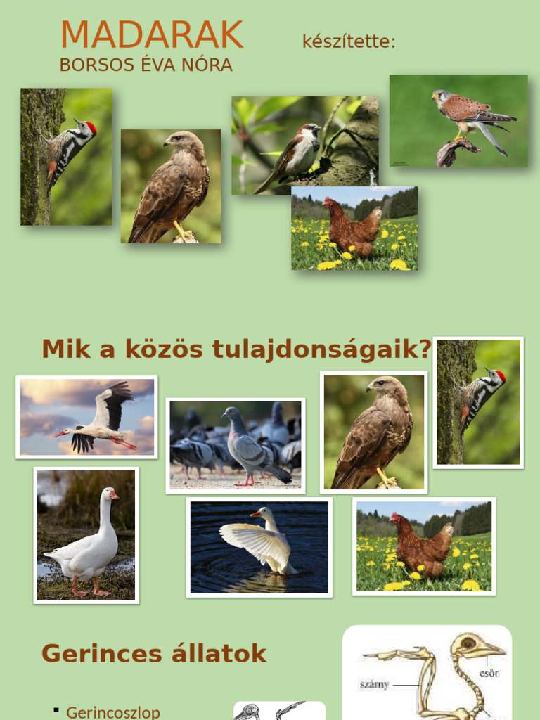 Madarak | PDF