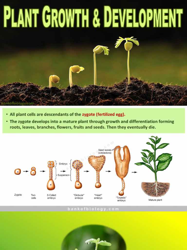 15 Plant Growth N Development - Picture Slides | PDF