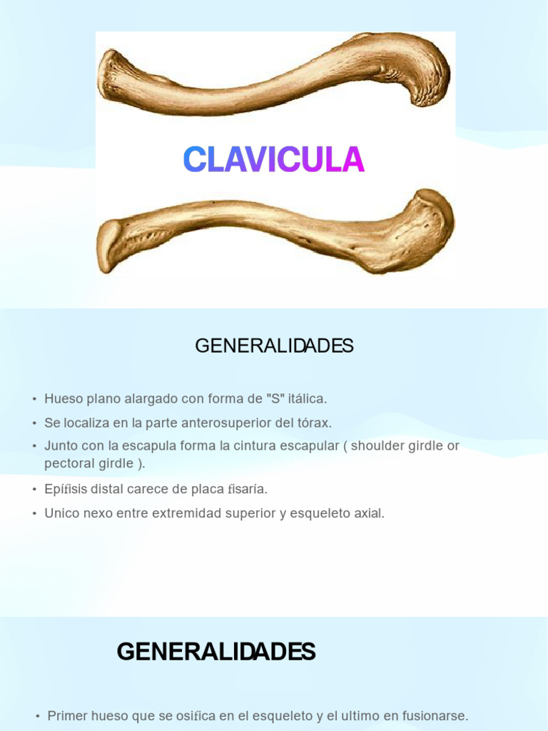 Clavicula | PDF | Sistema musculoesquelético | Sistema esquelético