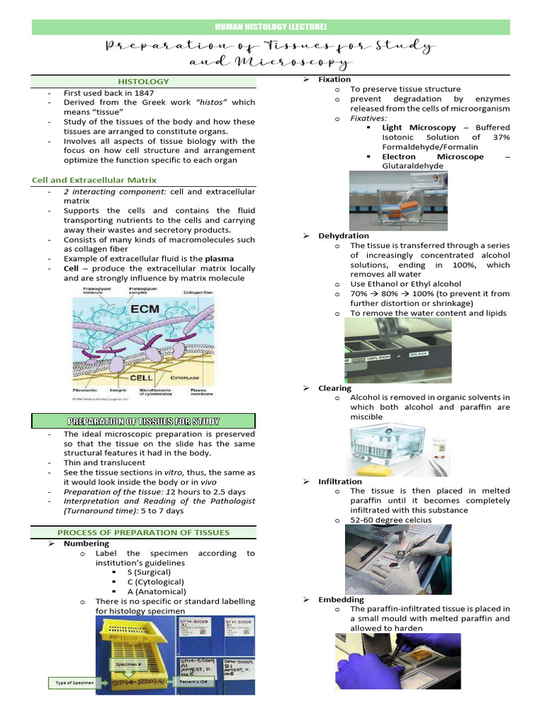 Human Histology: Tissue Preparation Guide | PDF | Histology | Staining