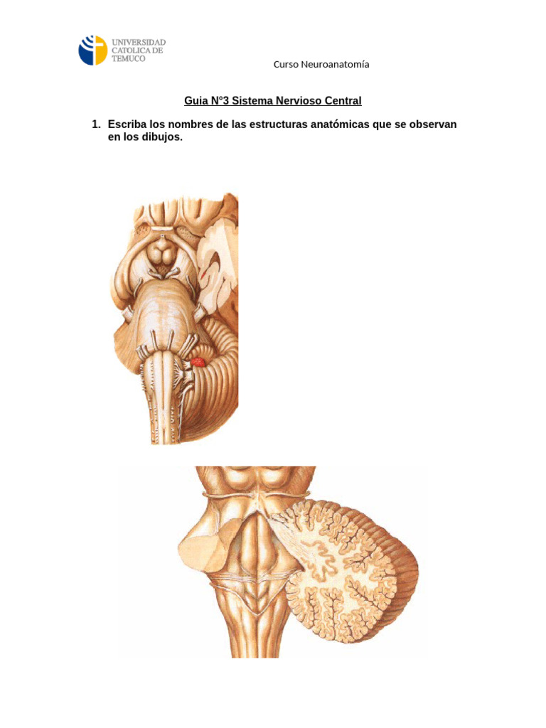 Guía N°2 SNC | PDF | Neuroanatomía | Anatomía humana