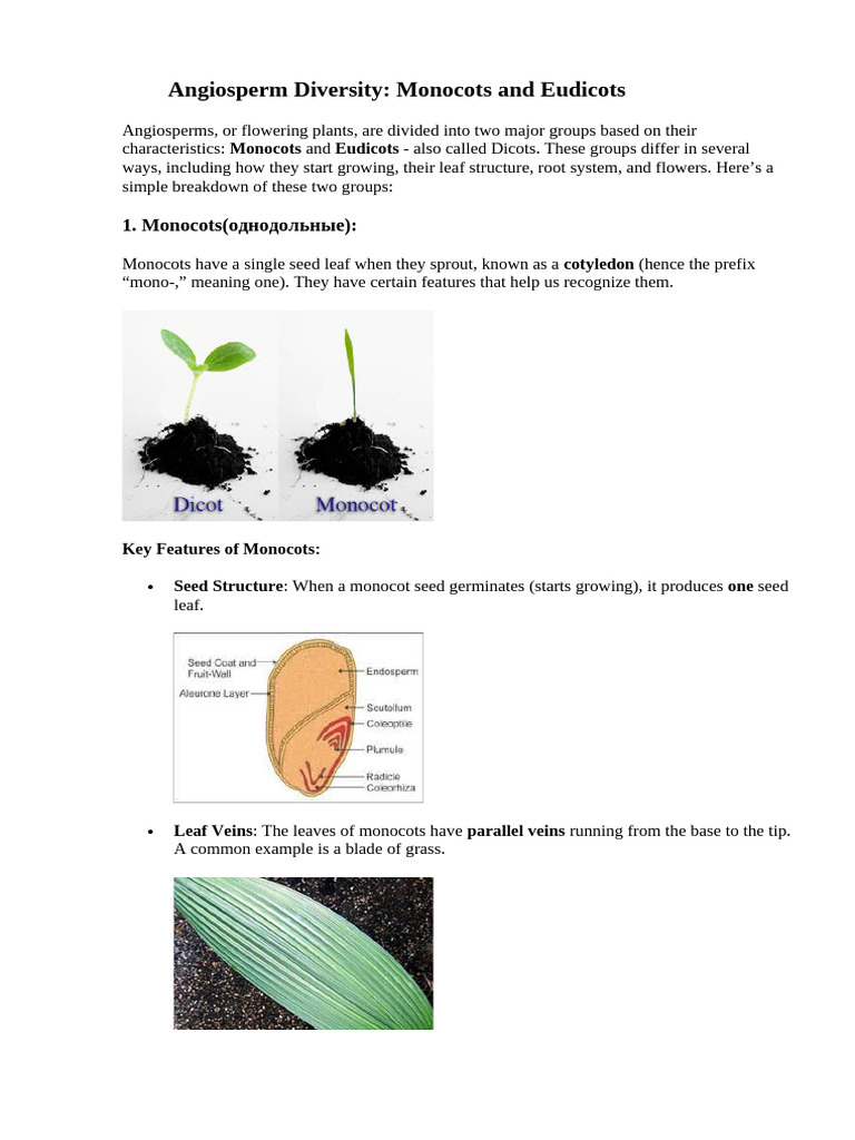 Angiosperm Diversity | PDF | Leaf | Seed