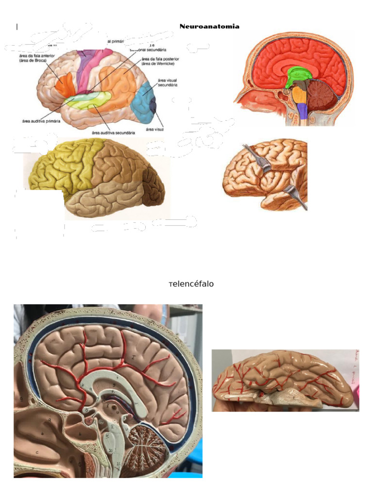 Neuroanatomia Imagens | PDF