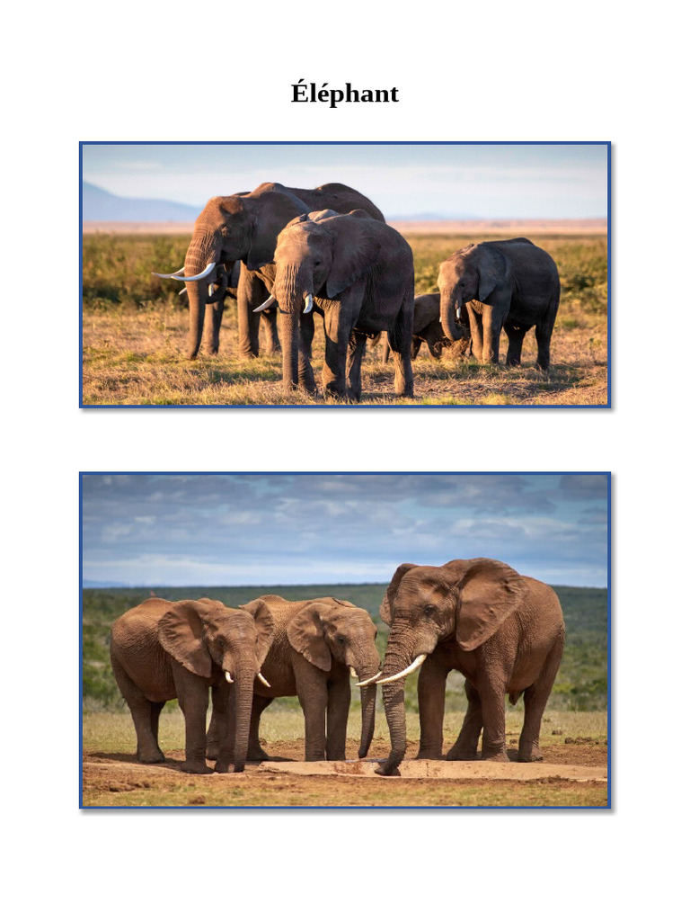 Éléphant | PDF