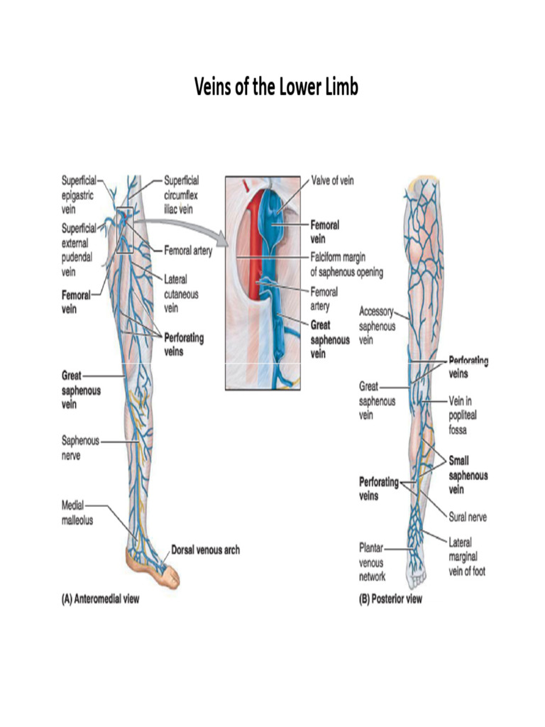 Lower Limb | PDF