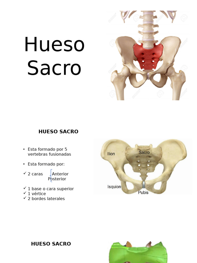 Sacro P | PDF
