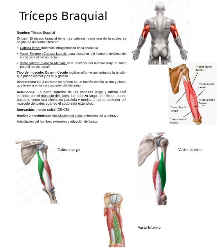 Tríceps Braquial | PDF
