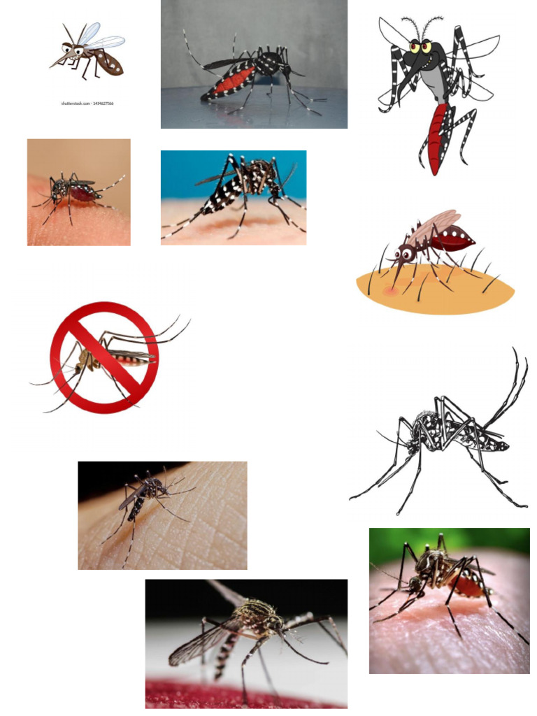 Dengue | PDF
