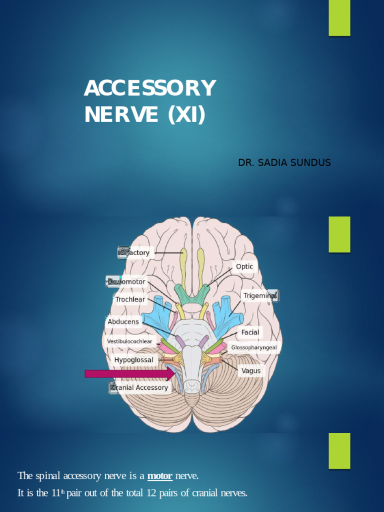Spinal Accessory Nerve Overview | PDF | Nervous System | Primate Anatomy