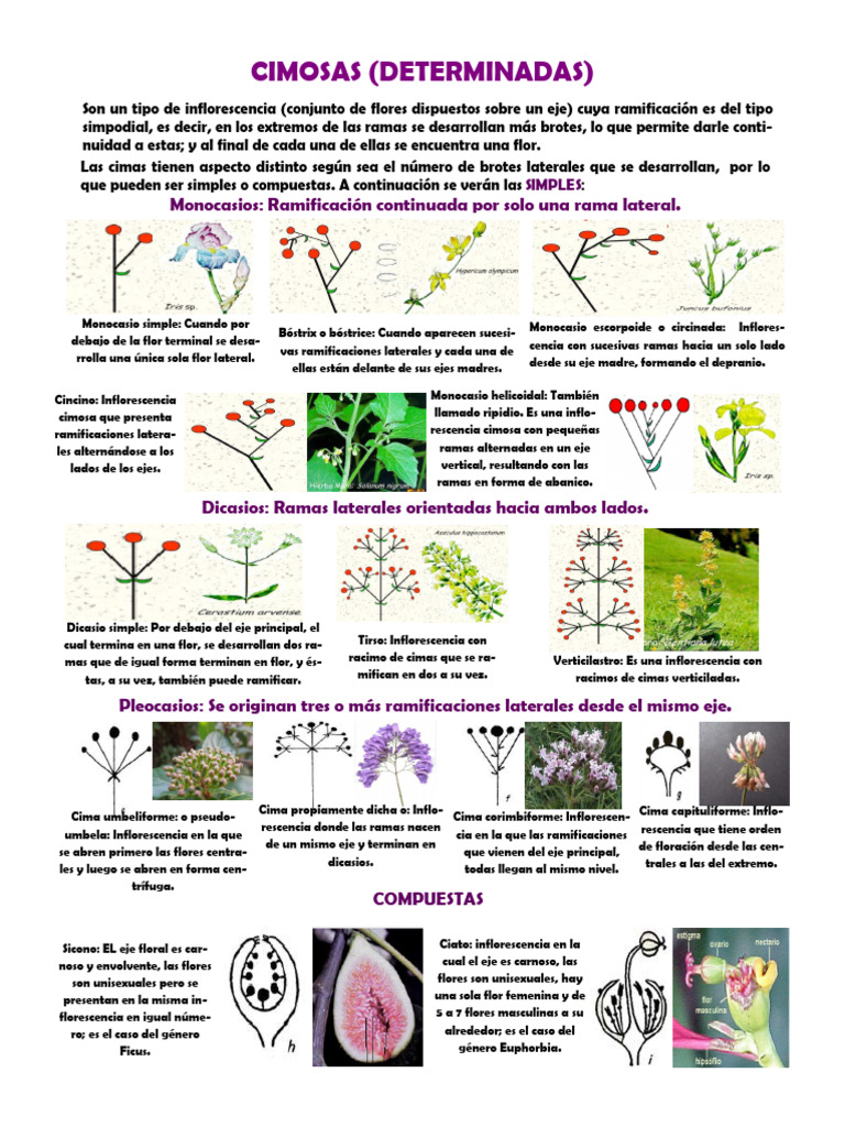 Tipos de Inflorescencias Cimosas | PDF | Reproducción de plantas ...